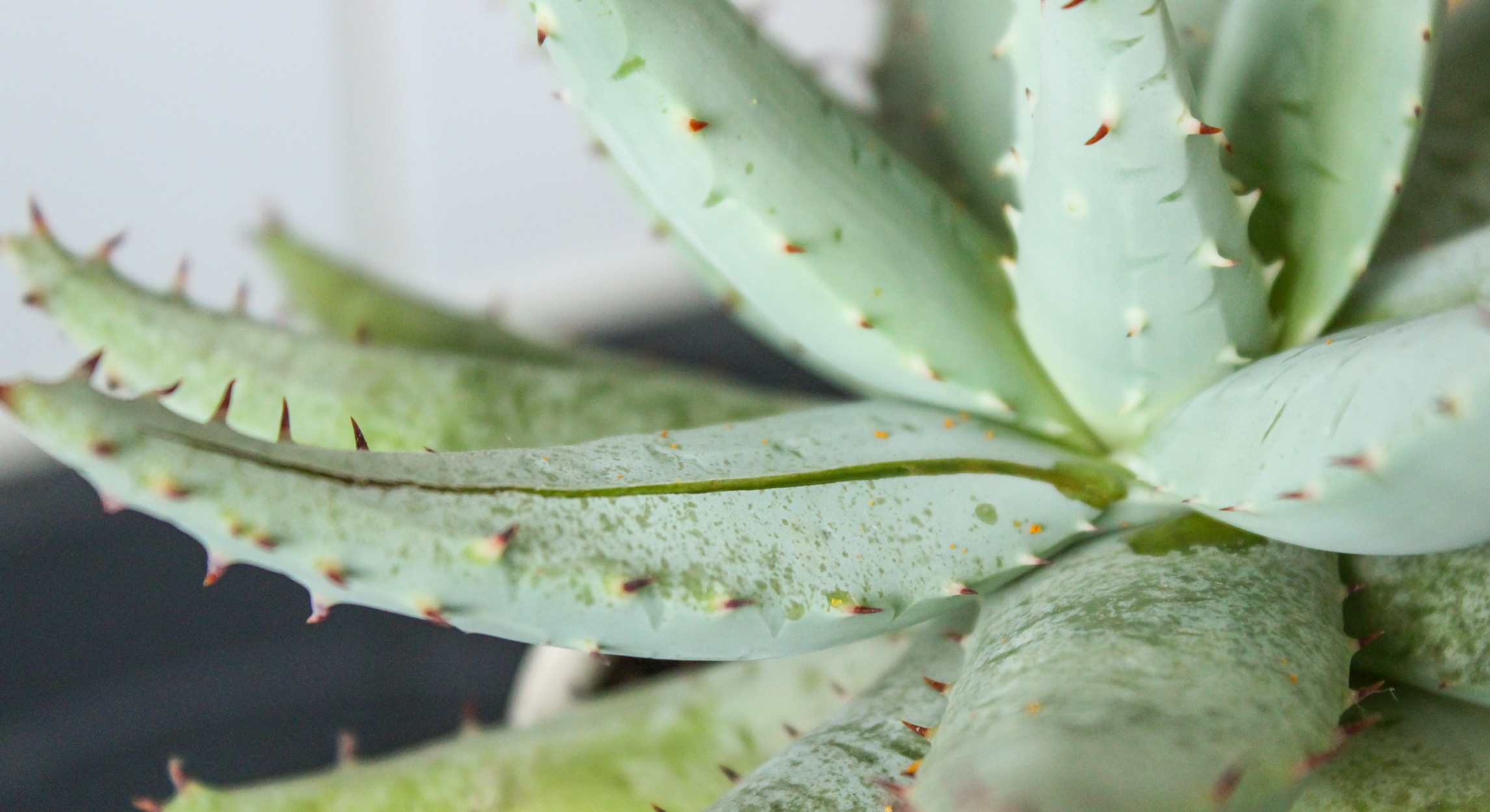 Quels sont les bienfaits & propriétés de l'aloe vera