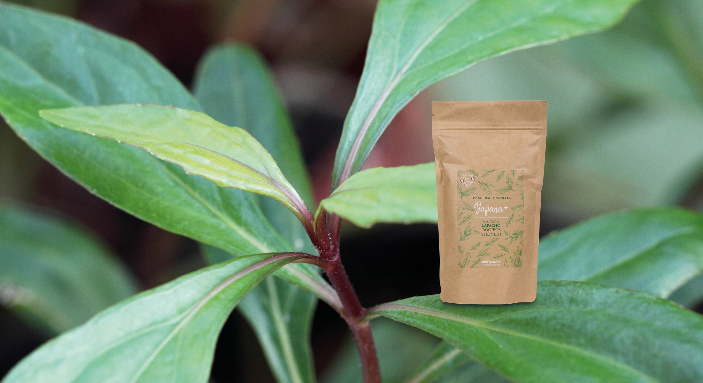 Découvrez notre tisane Yapana+ : une infusion bien-être unique